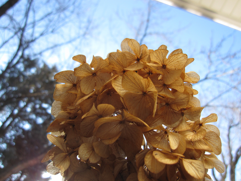 Beauty in Brown – Lemon Drop Pie