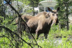 Here a Moose, There a Moose, Everywhere a Moose, Moose – Lemon Drop Pie