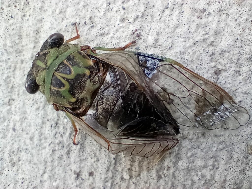 Goodbye Periodicals, Hello Annuals – Lemon Drop Pie